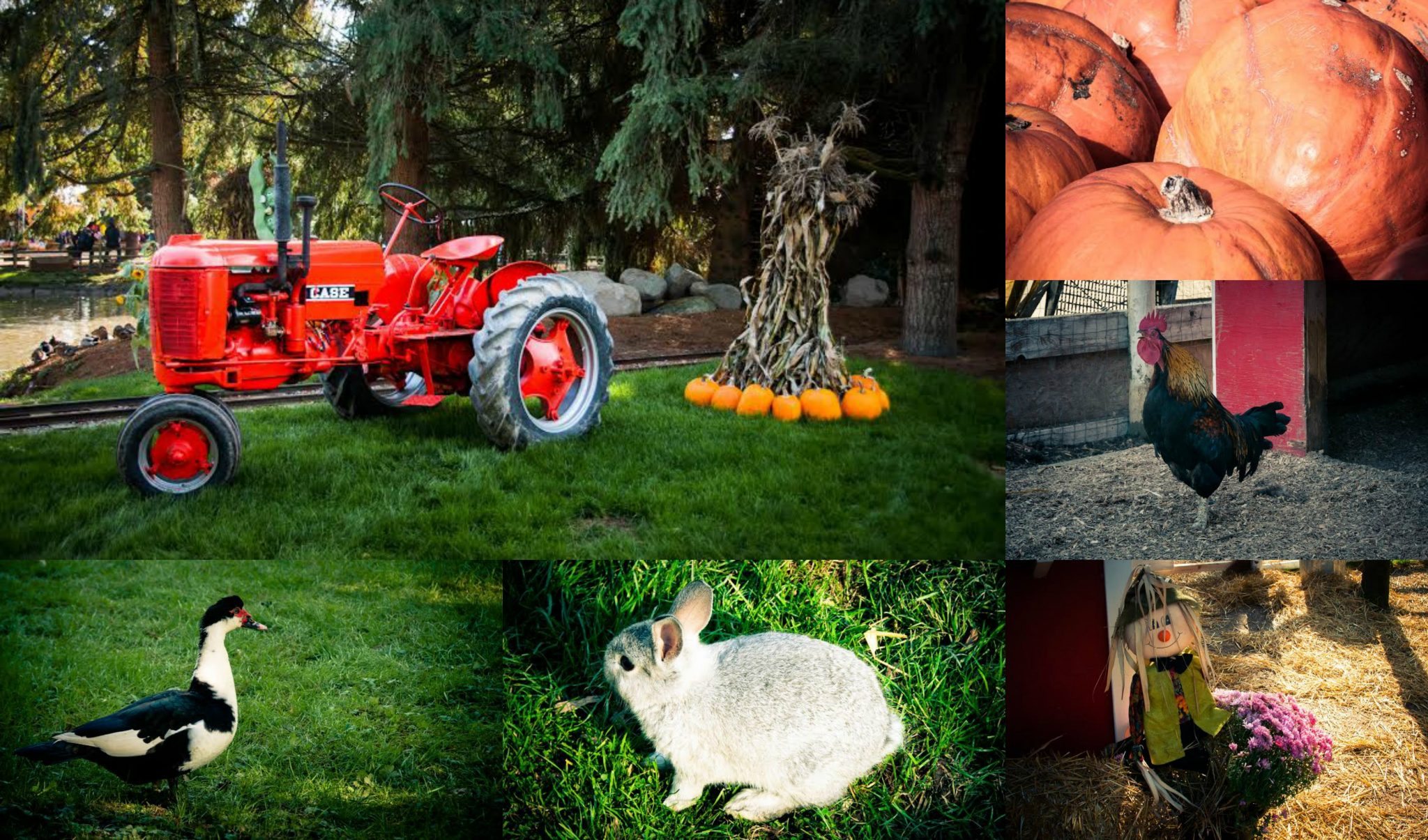 Farm Collage | Aquilini Centre